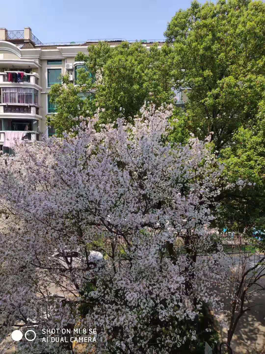 过一个村中恶霸の花見日 Chen Qiao S Blog